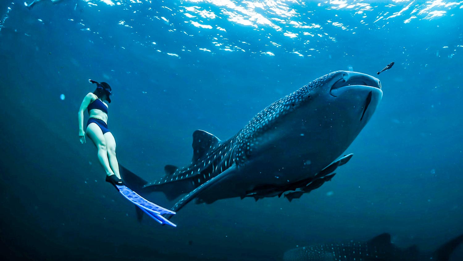 Whale Sharks Holbox Island
